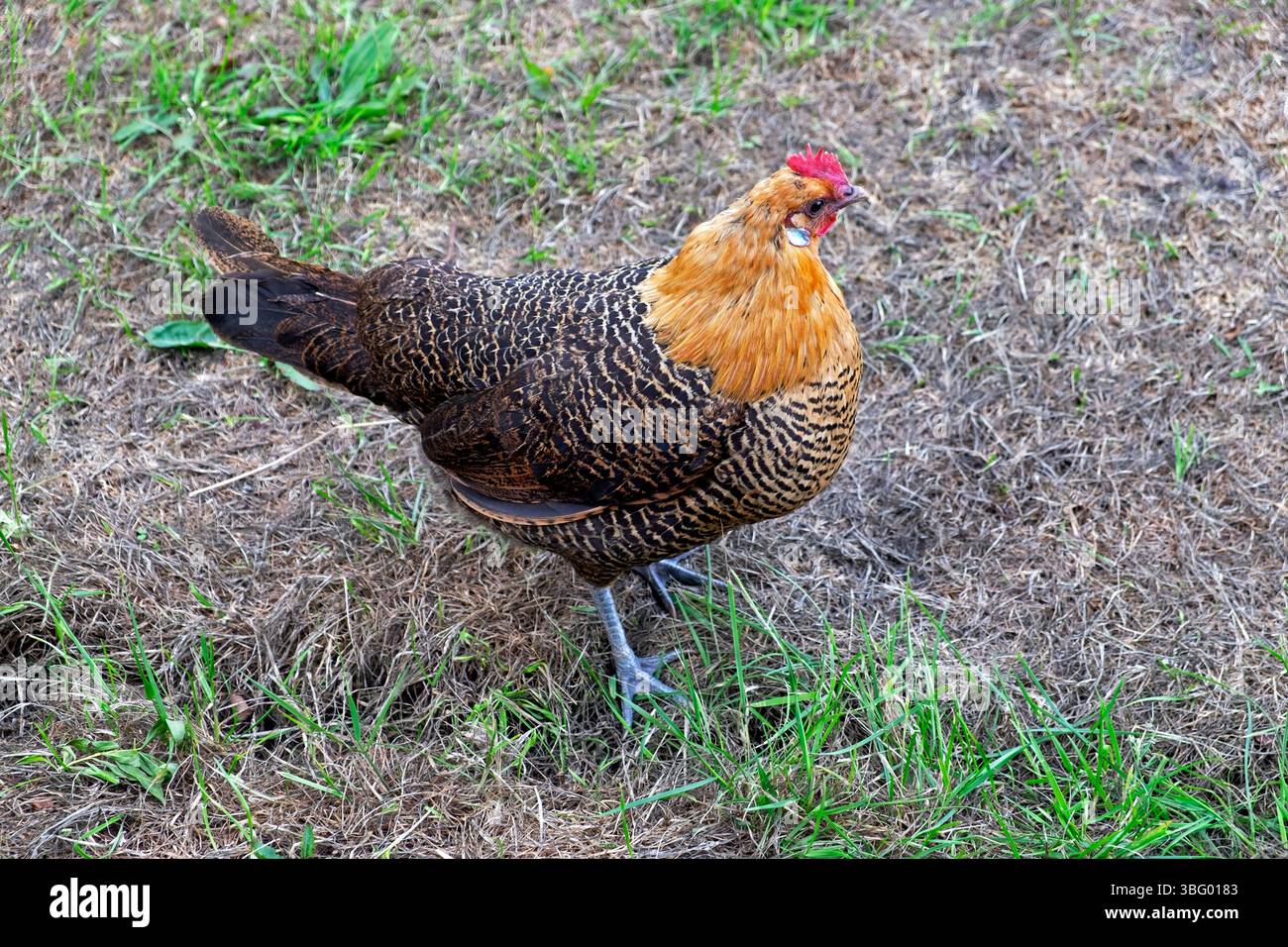 Golden campine hi-res stock photography and images - Alamy