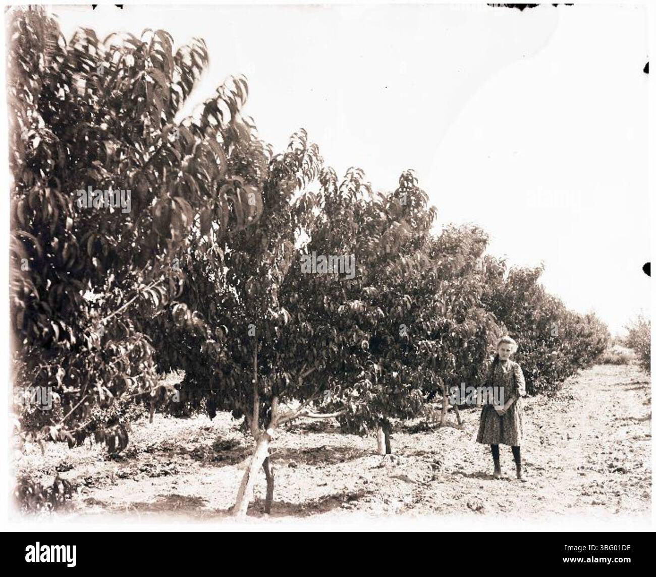 Planting trees for environmental health Cut Out Stock Images & Pictures ...