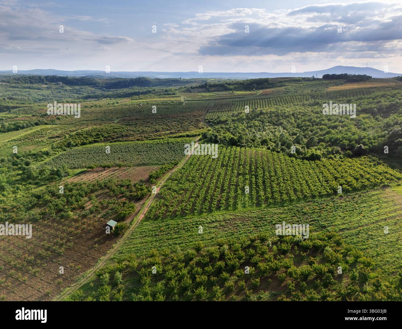 Agricultural field apple farm hi-res stock photography and images - Alamy