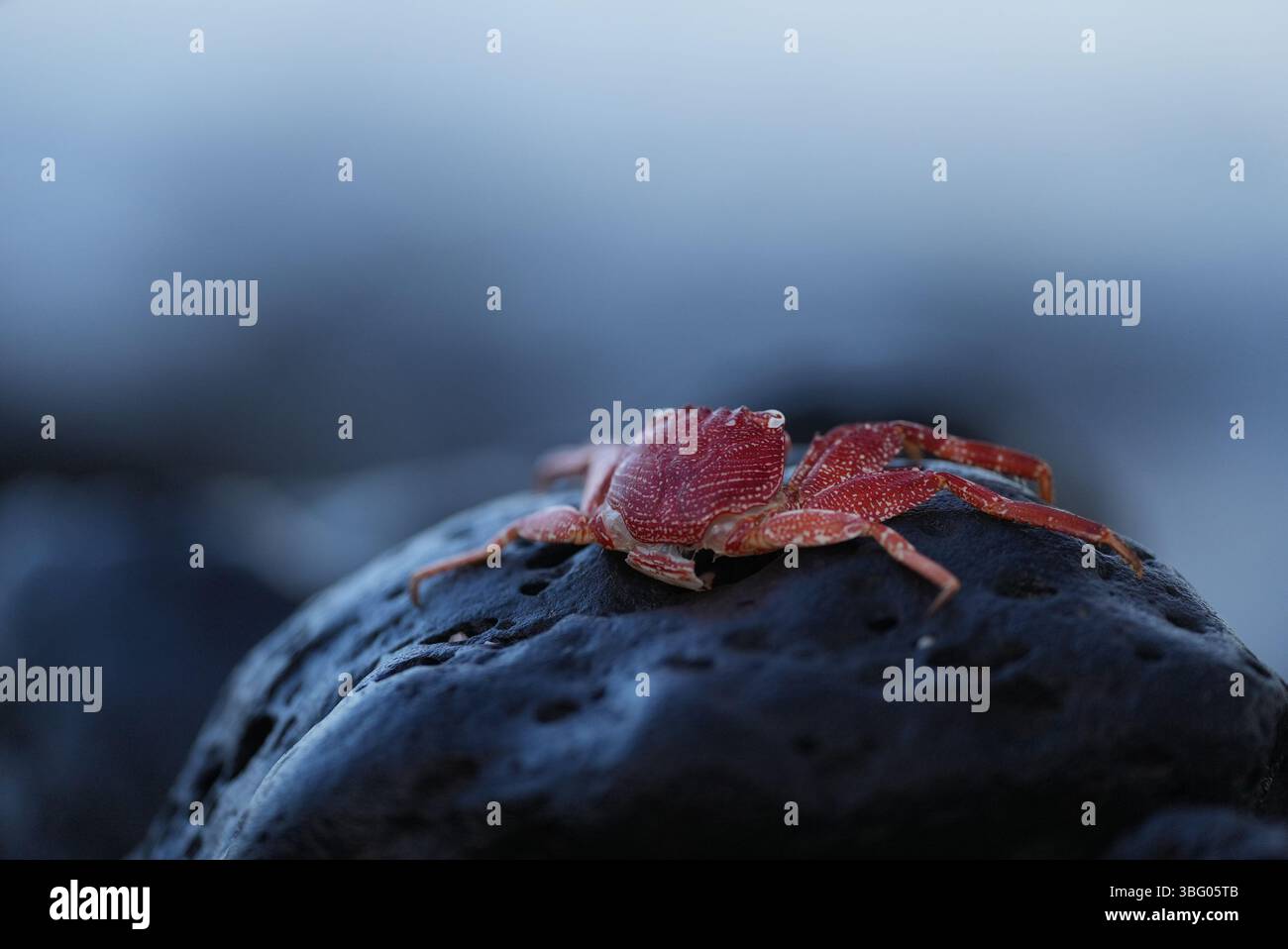 Black coral crab hi-res stock photography and images - Alamy