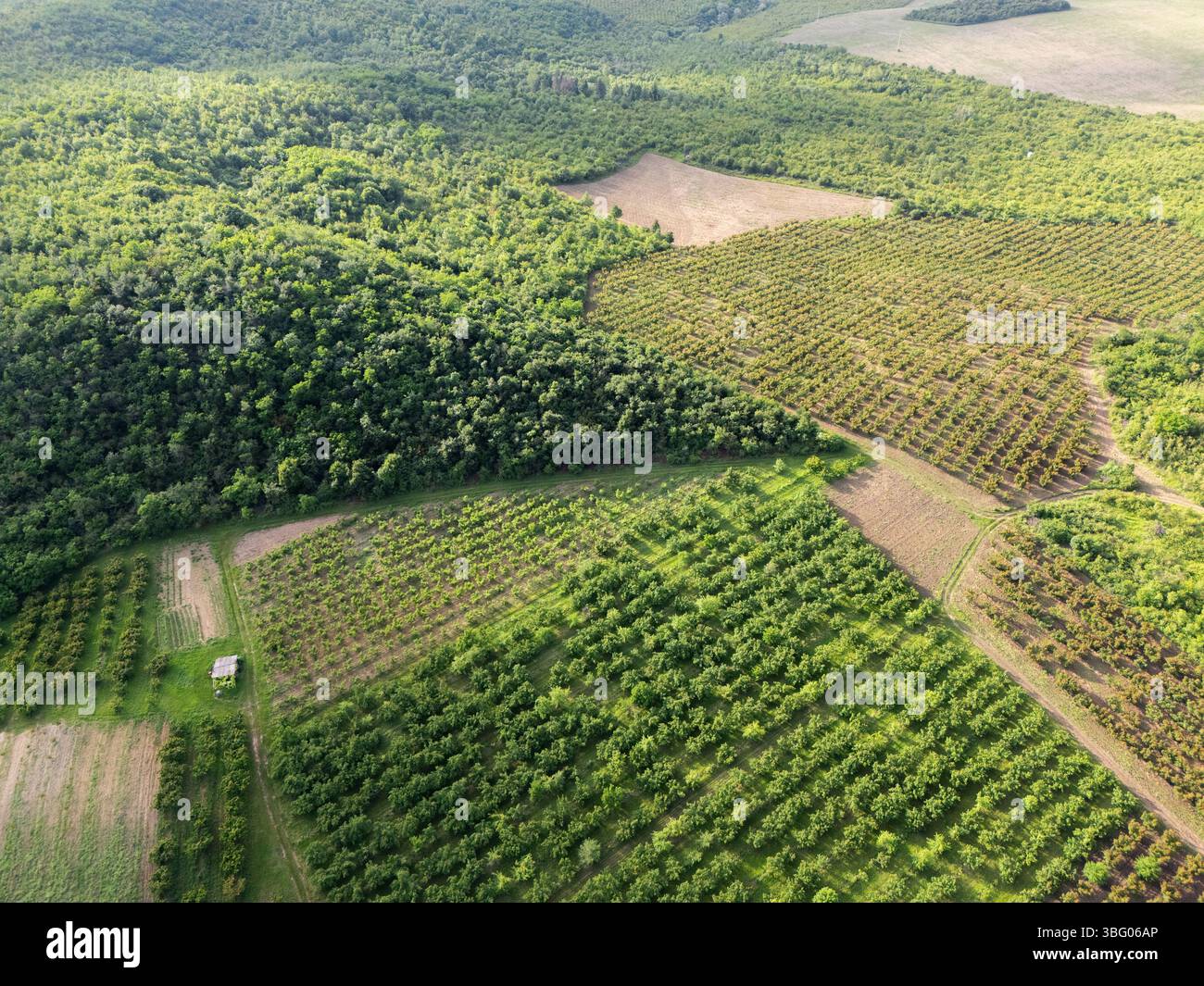 Agricultural field apple farm hi-res stock photography and images - Alamy