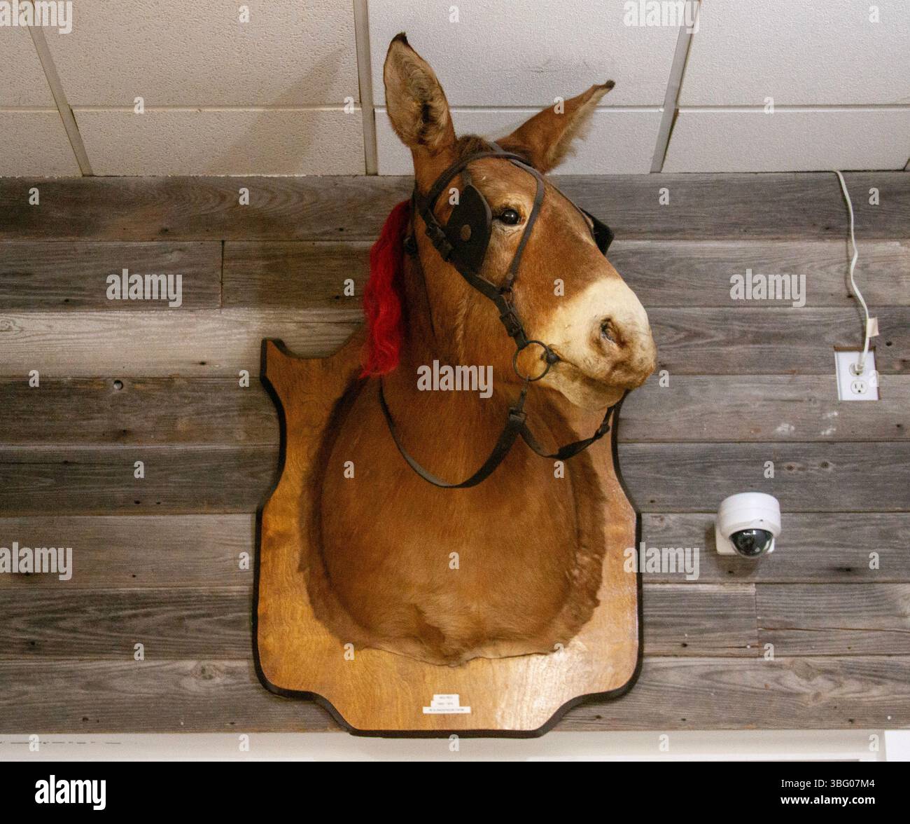 Legend of the mule hi-res stock photography and images - Alamy