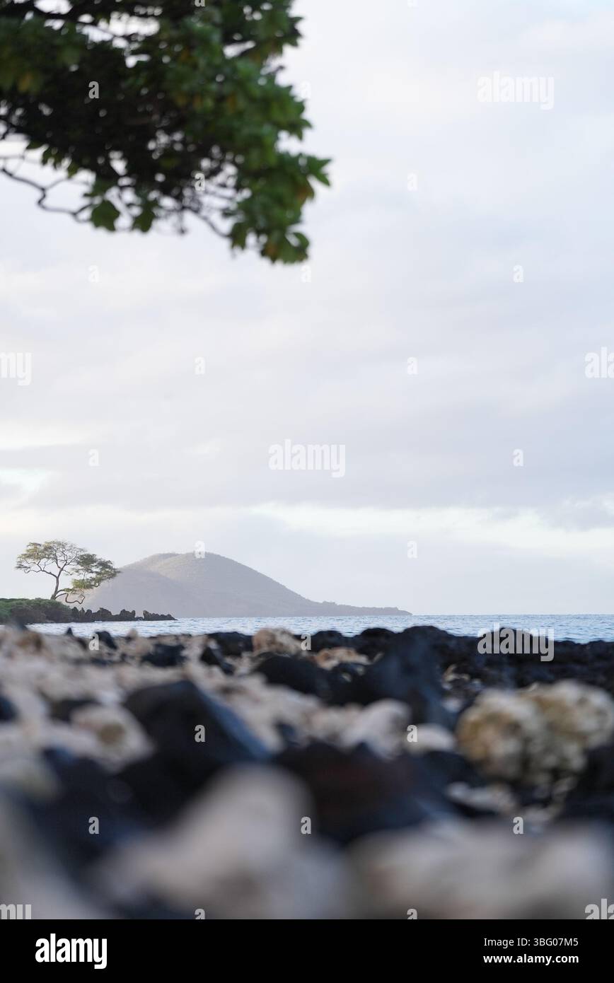 White and black coral beach in Maui Hawaii Stock Photo - Alamy