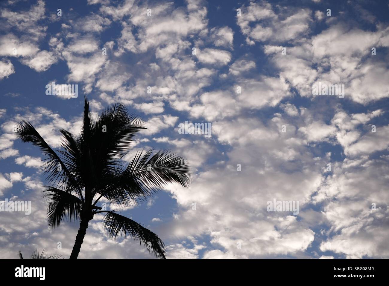 Coconut trees and beautiful clouds in Maui Hawaii Stock Photo - Alamy
