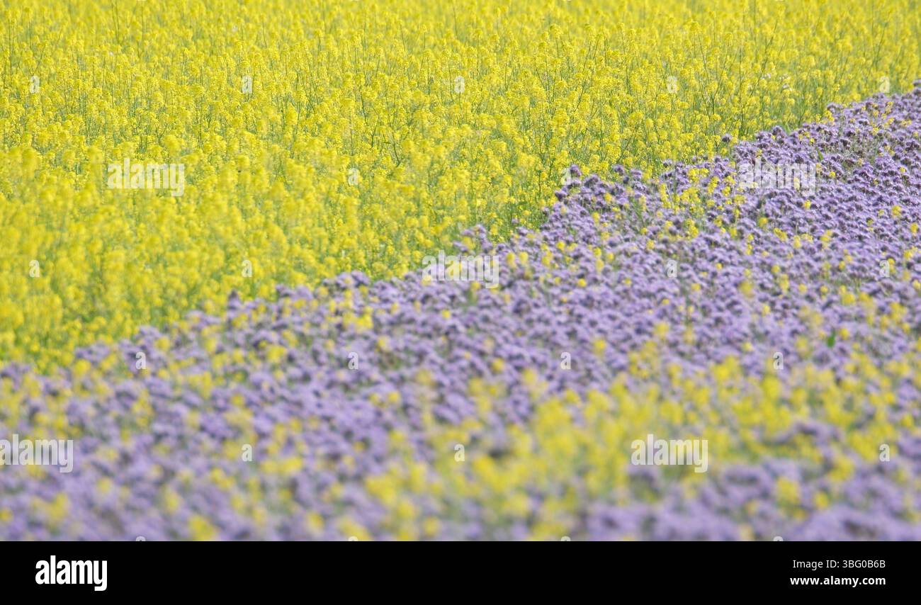 Belgershain, Germany. 03rd June, 2025. Phacelia and field mustard bloom ...