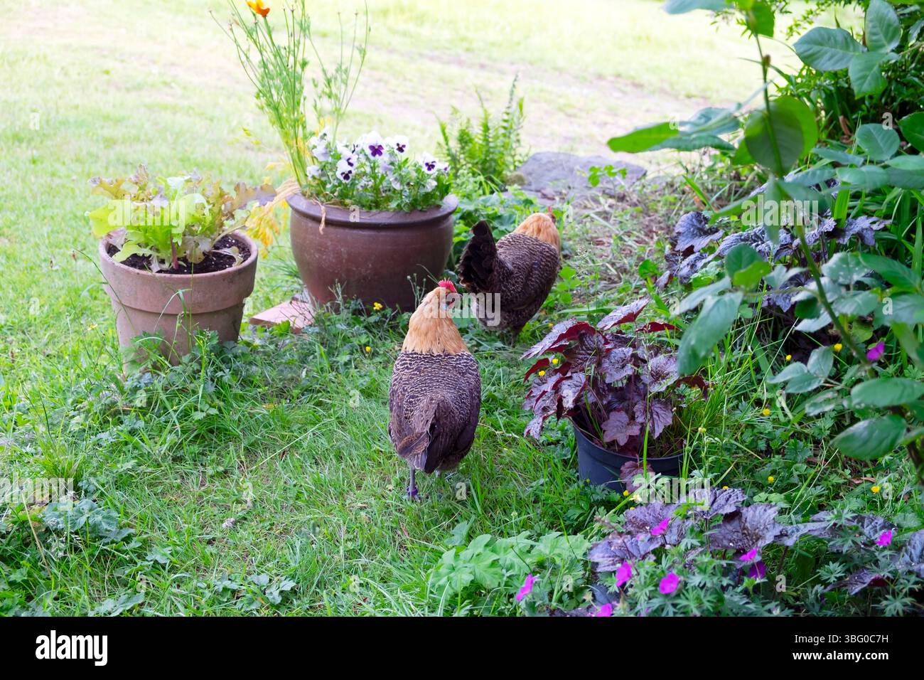 Golden Gold Campine free range Belgian rare breed hens chickens on ...