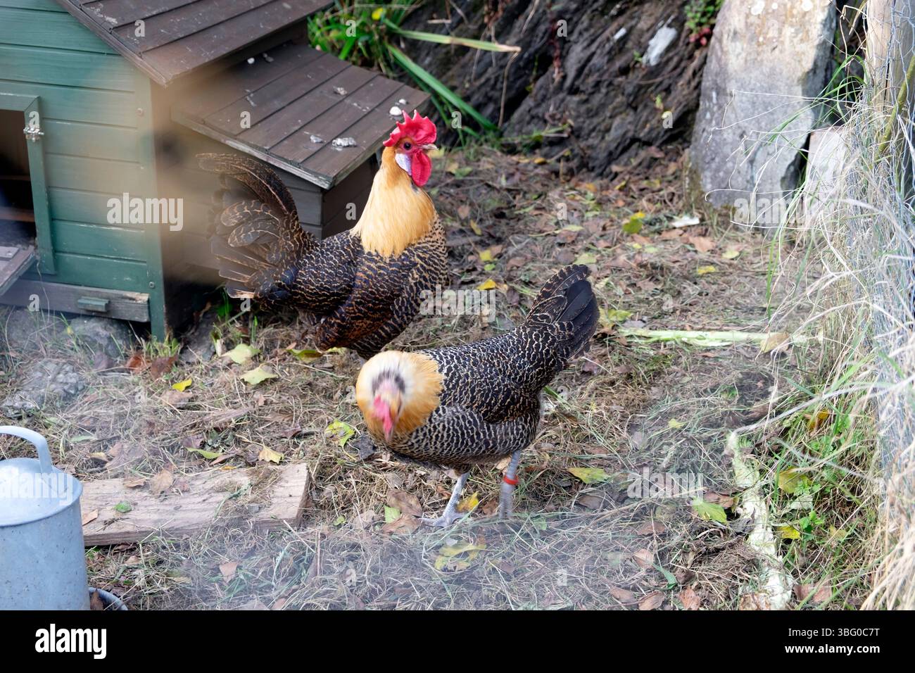 Golden gold Campine Belgian breed cockerel rooster hen chicken enclosed ...