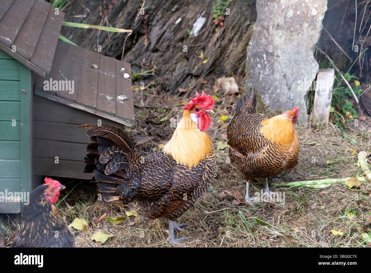 Campine hen hi-res stock photography and images - Alamy