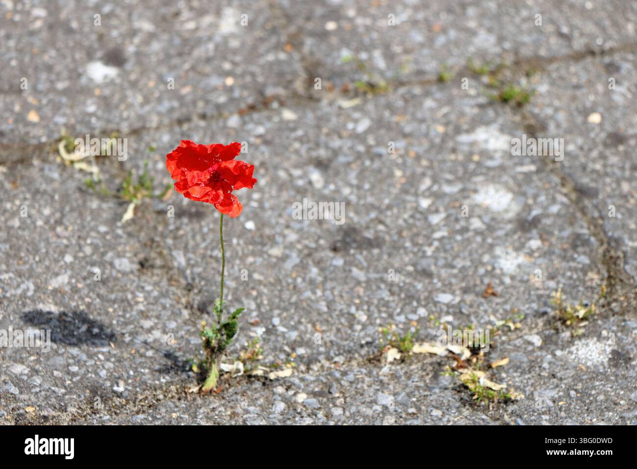 One red poppy between concrete cobblestones Stock Photo - Alamy