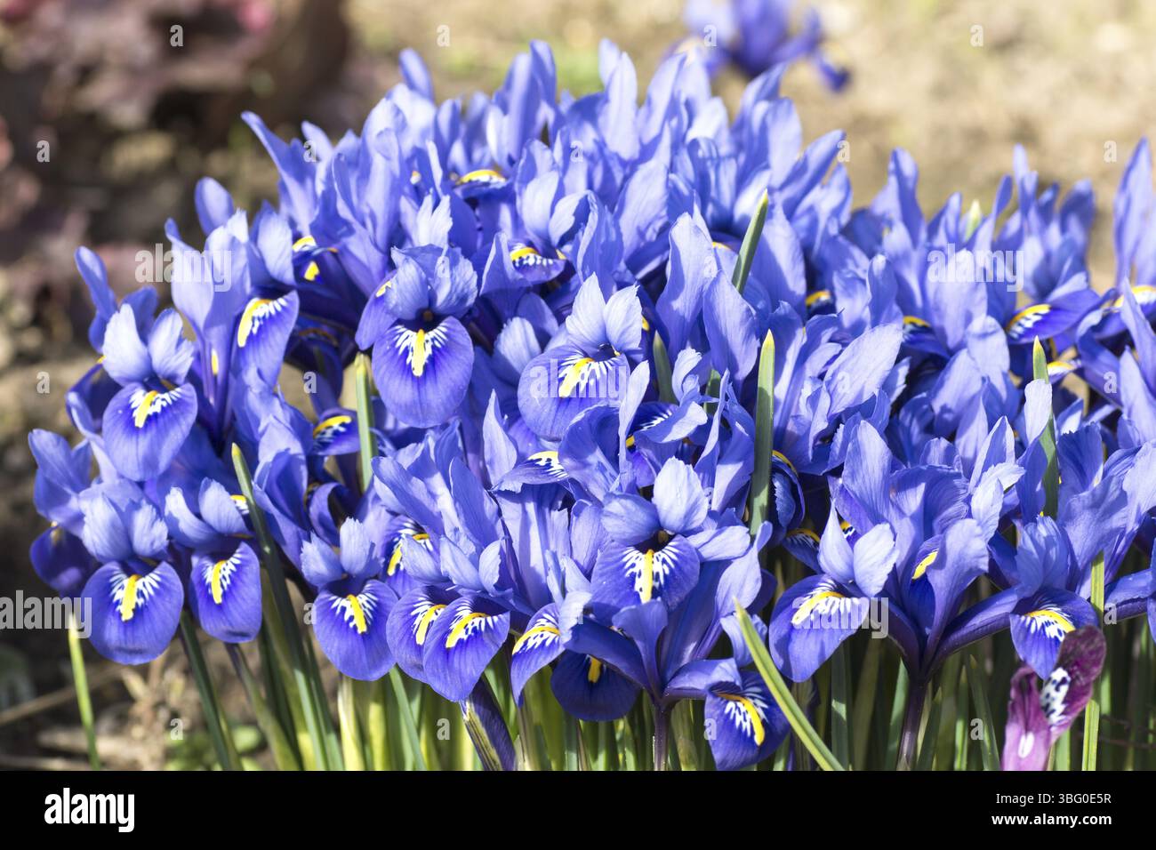 Blue dwarf iris (Iris reticulata Stock Photo - Alamy