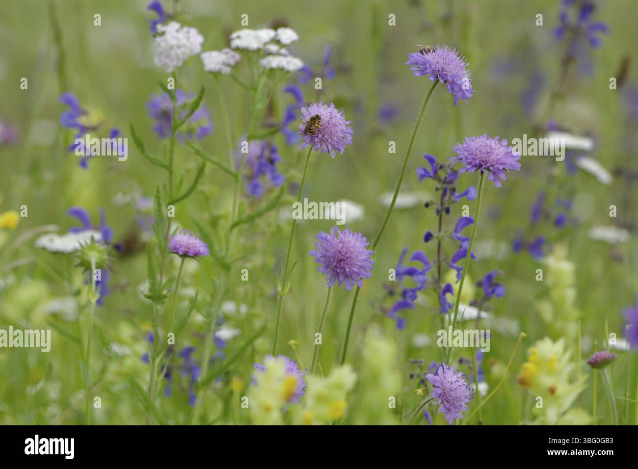 Flower meadow in the Swabian-Franconian Forest nature park Park, spring ...