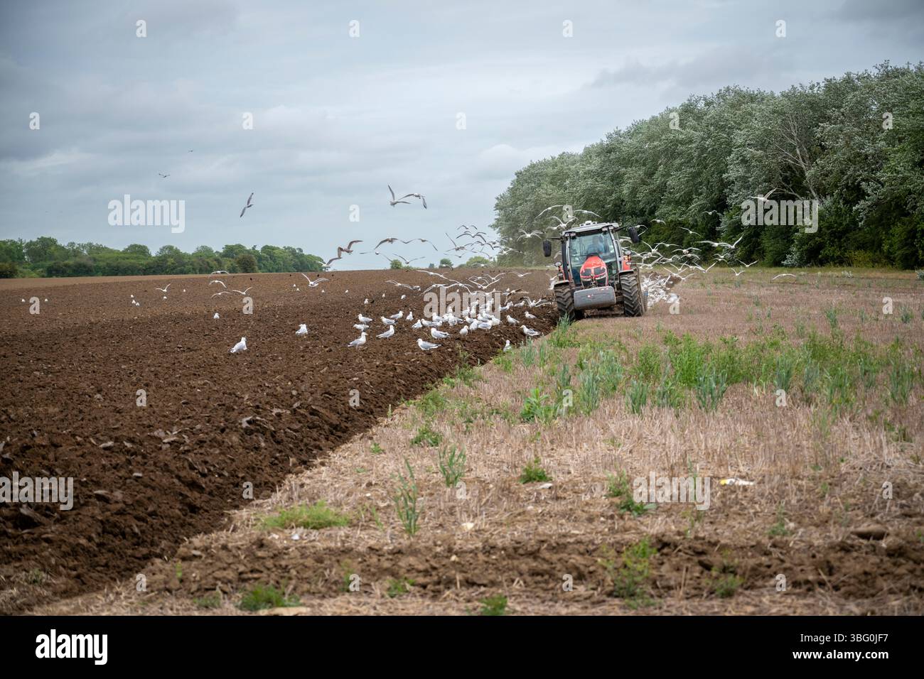 Broadstairs Kent, UK. 3rd June, 2025. Seagulls swarm around a tractor ...