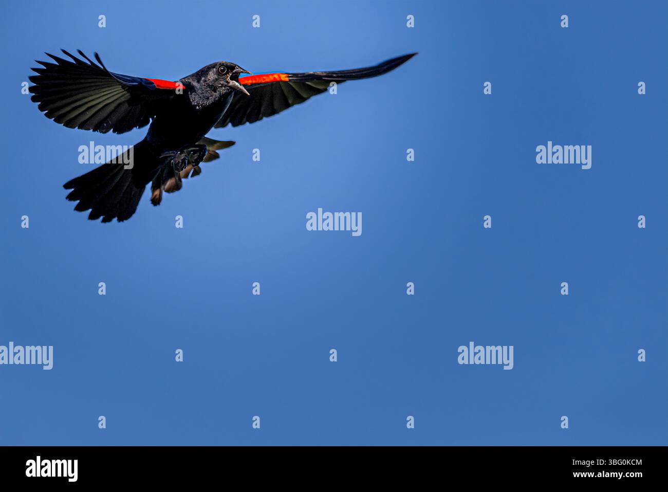 A red wing blackbird in flight Stock Photo - Alamy