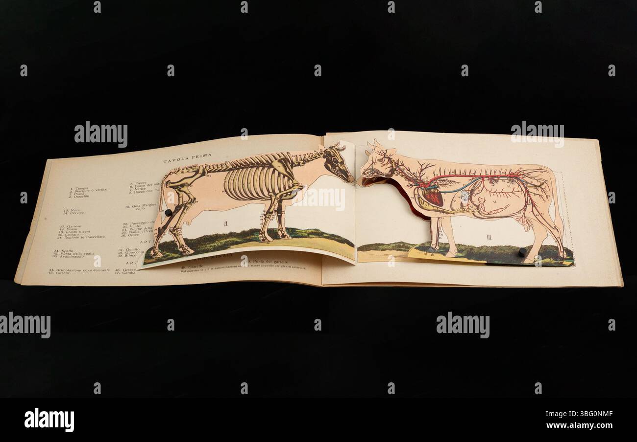 Page 24 of 'La Vacca' contains a detailed diagram of the cow's internal ...