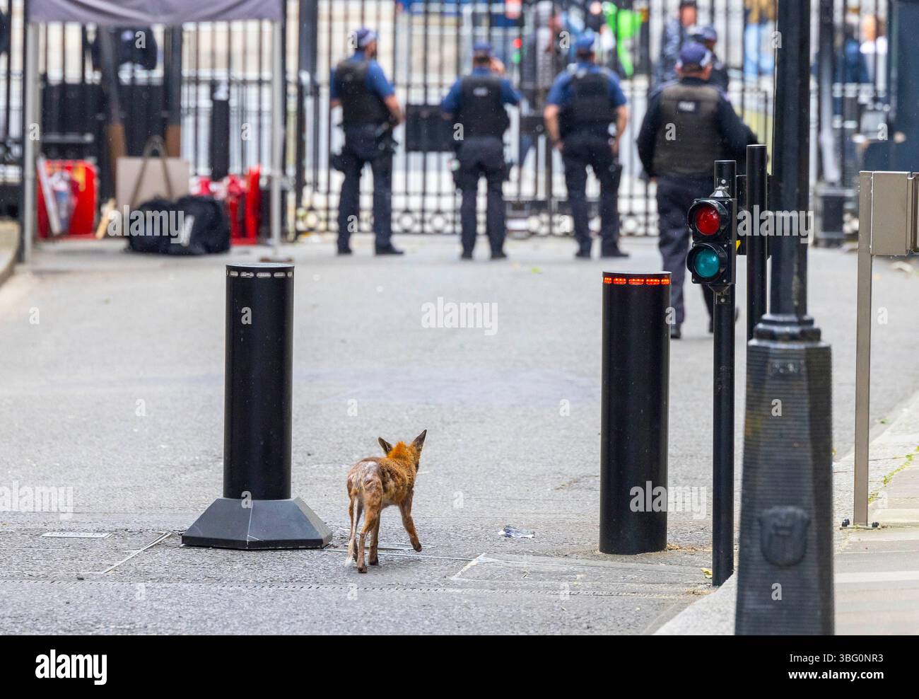 London, UK. 3rd June, 2025. A mangy Fox in Downing Street. Credit: Karl ...
