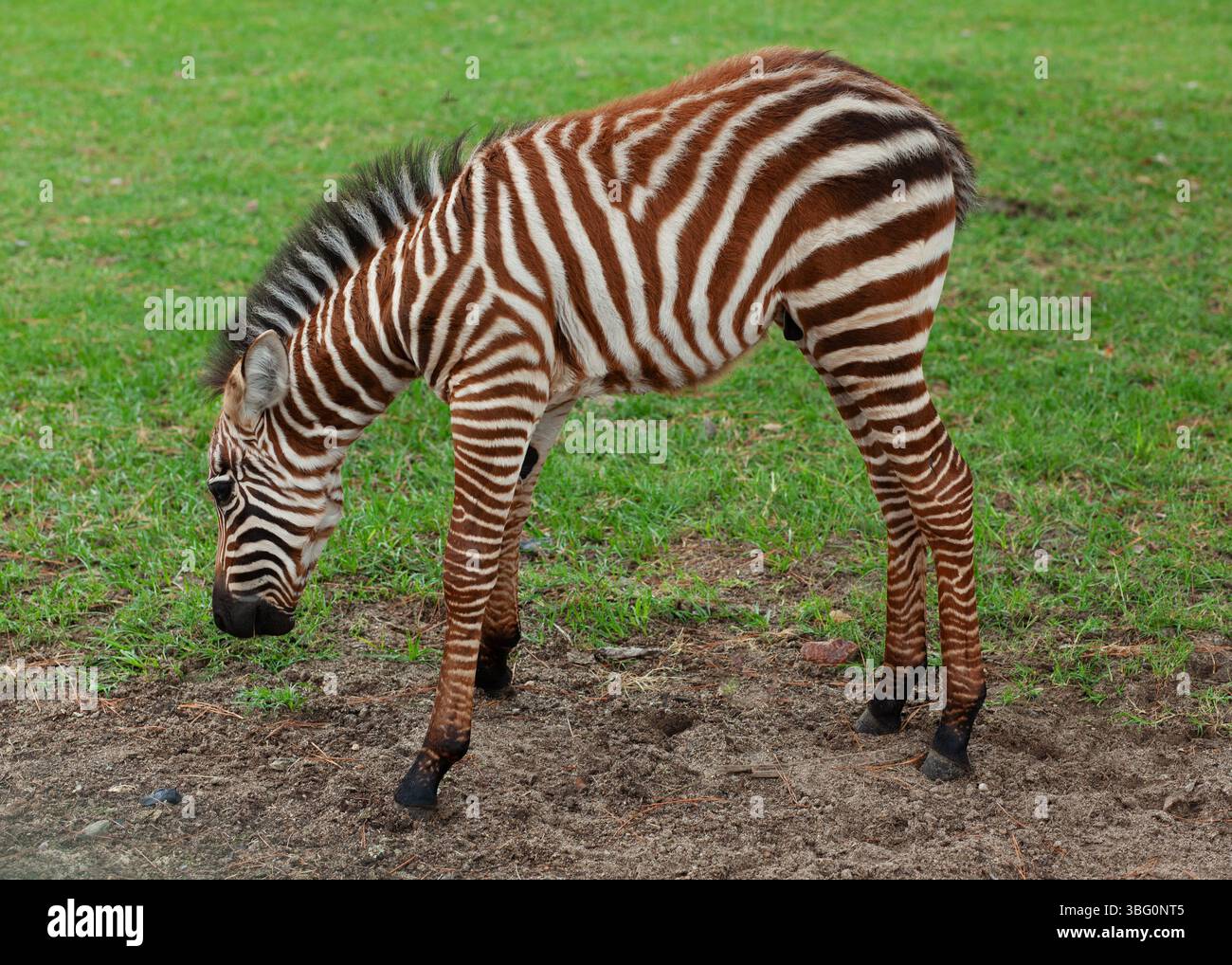 Striped meat hi-res stock photography and images - Alamy