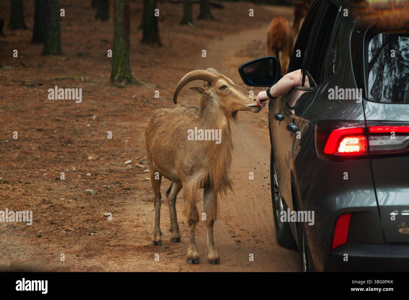 Drive through zoo hi-res stock photography and images - Alamy