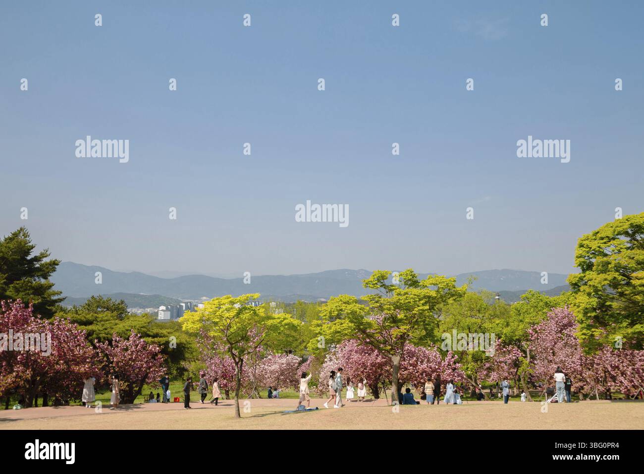 Bulguksa Temple spring cherry blossoms garden in Gyeongju, Korea Stock ...