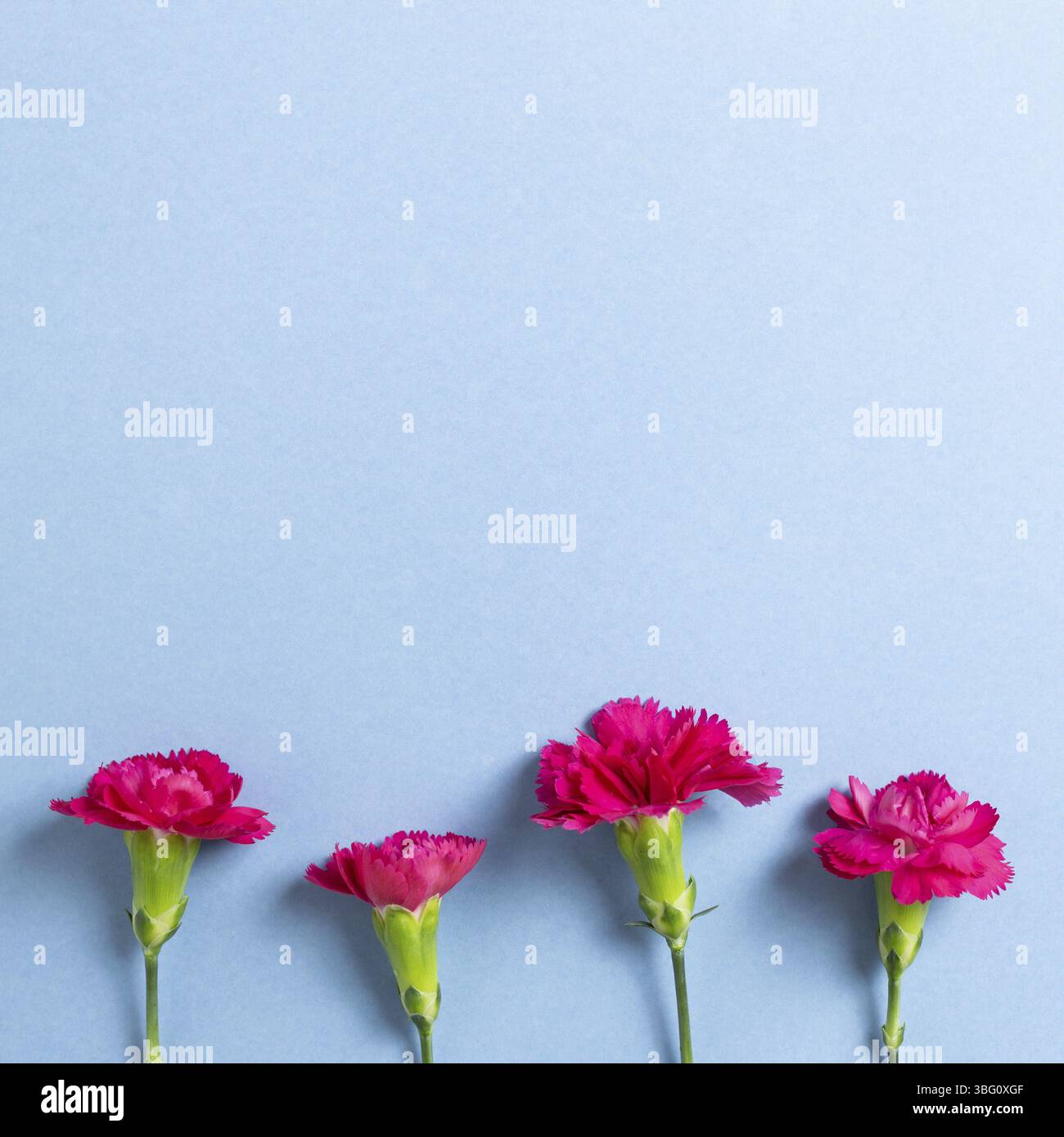 Pink spray carnation flowers on blue background. Floral composition ...