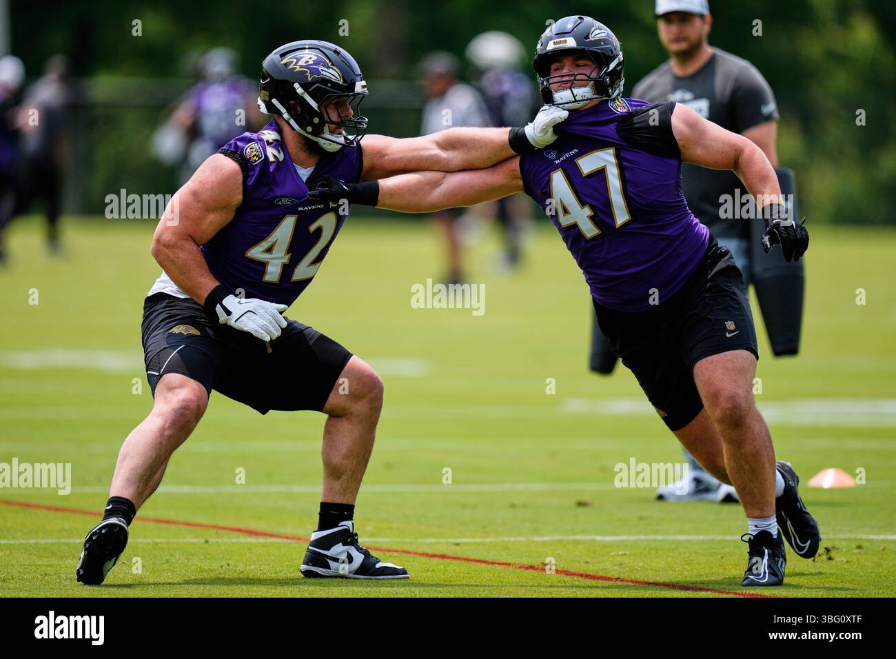 Baltimore Ravens fullbacks Patrick Ricard (42) and Lucas Scott (47 ...