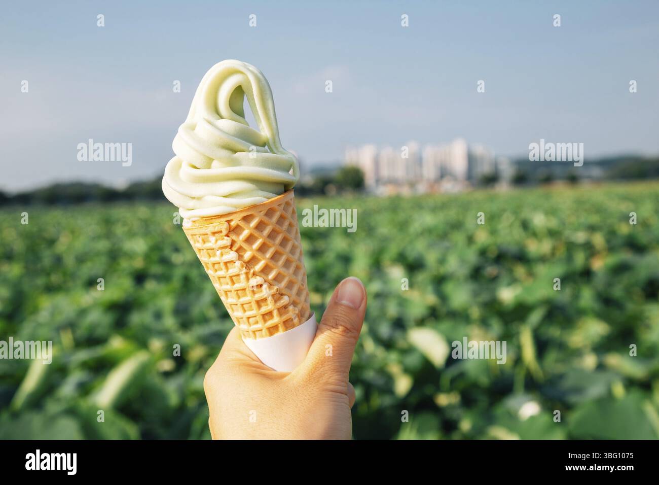 Ice cream cone with green lotus flower field at Gwangokji Lotus Flower ...
