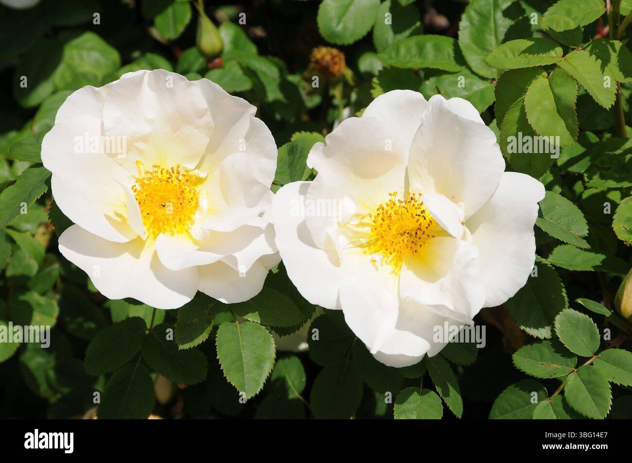 Kastrup/Copenhagen/ Denmark/03 june 2025/wild rose flower and plants ...