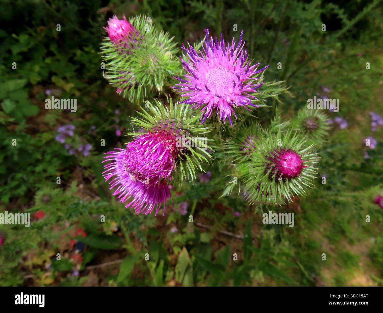...Fruehlingszeit - Fruehssommerzeit...Distelzeit... Ackerkratzdistel ...