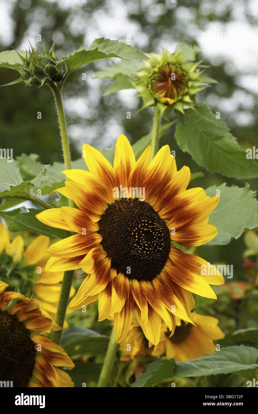 Red-yellow flowering sunflower Stock Photo - Alamy