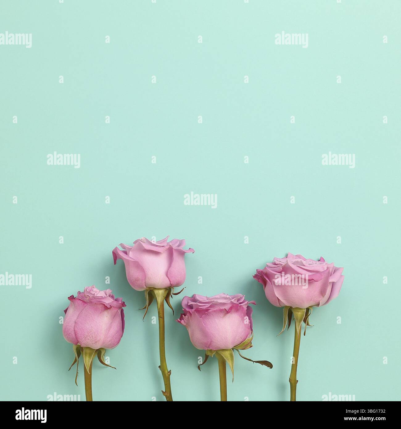 Pink purple rose flowers on mint green background. Floral composition ...