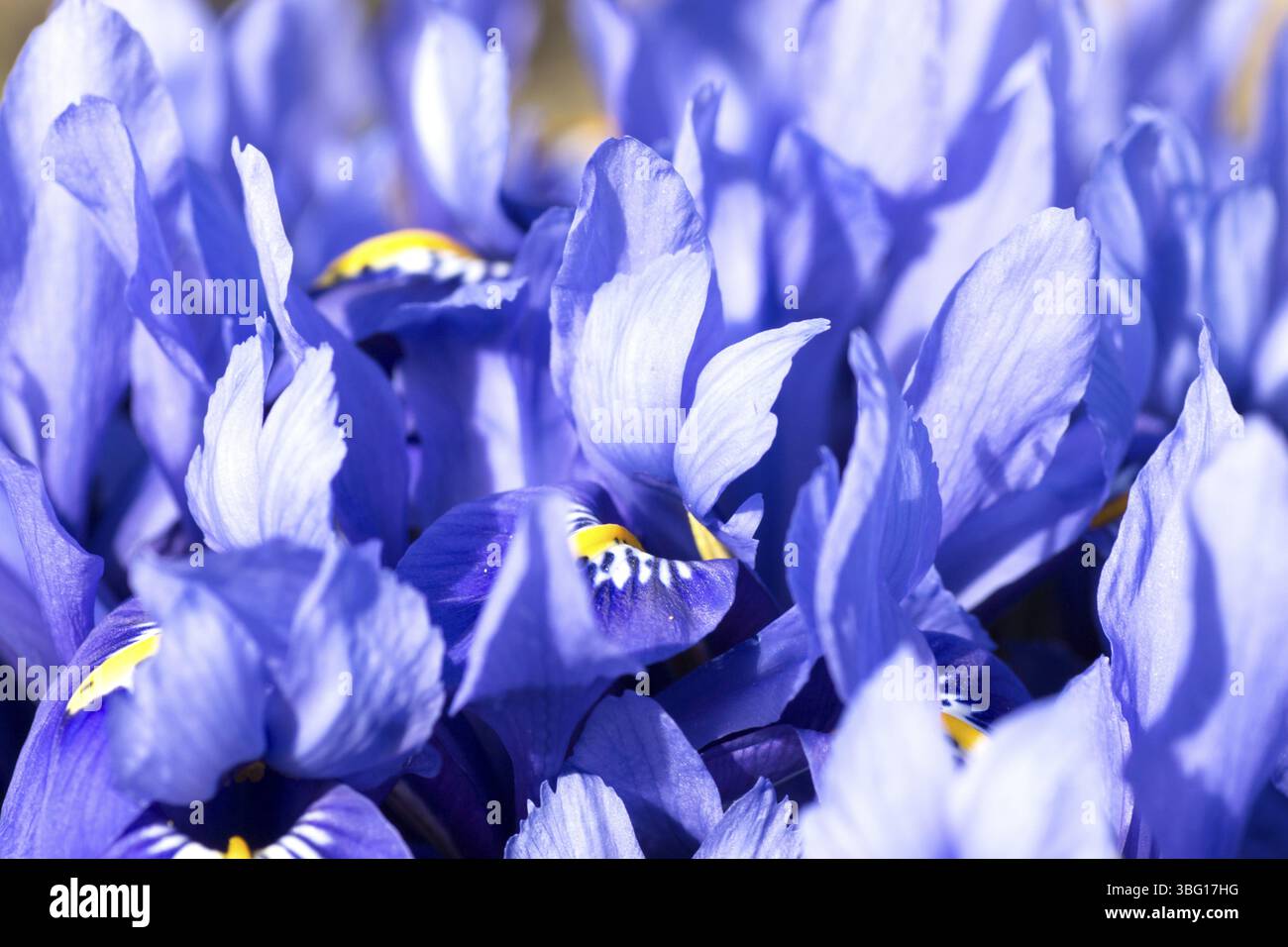 Blue dwarf iris (Iris reticulata Stock Photo - Alamy