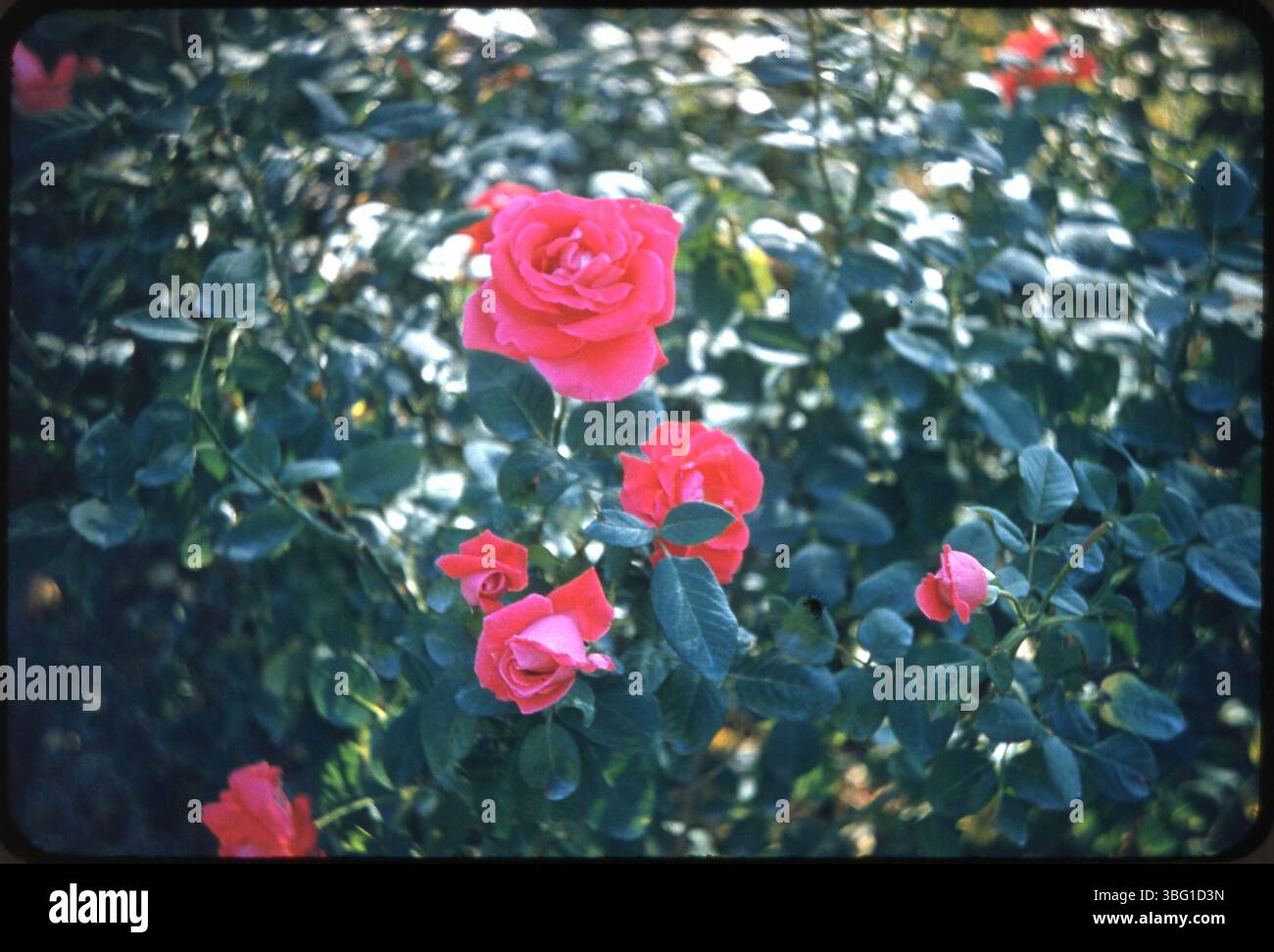 This photograph captures the stunning variety of roses in full bloom at ...