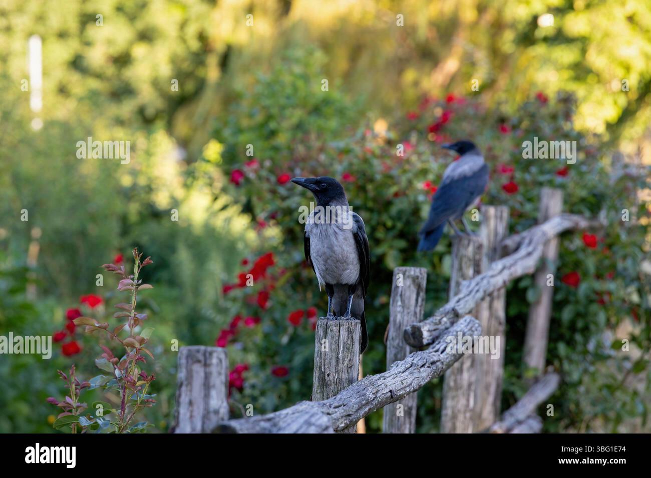 Hooded Crow, a black and grey crow bird of the Corvidae family, also ...