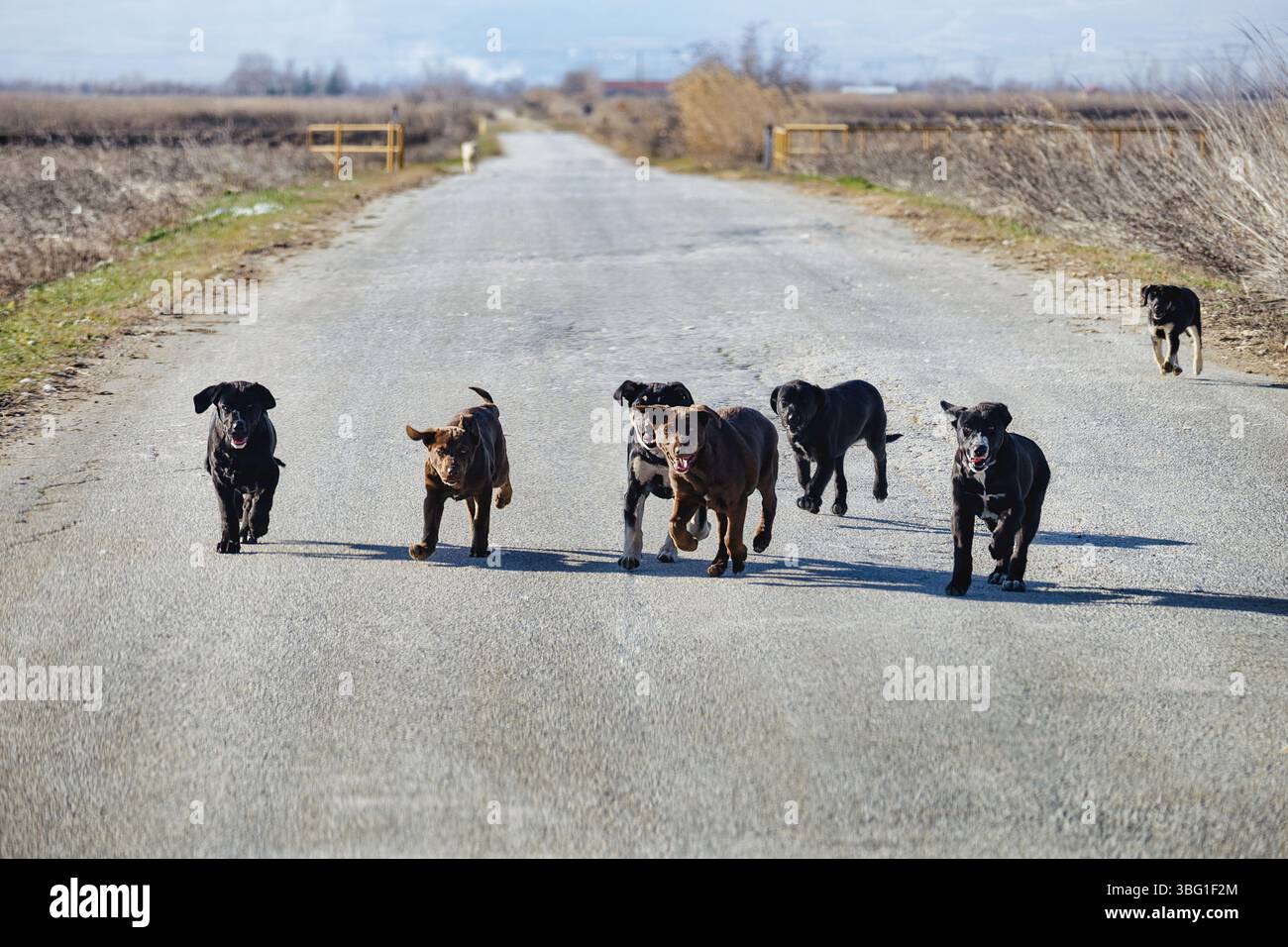 On rural asphalt road running hi-res stock photography and images - Alamy