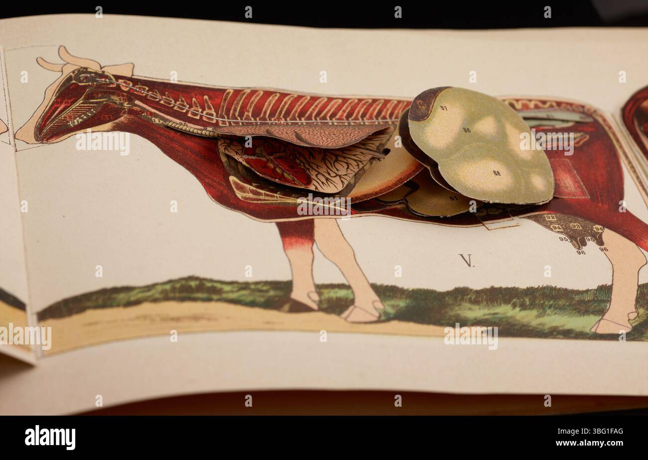 The page from 'La Vacca' provides a detailed diagram of a dairy cow’s ...