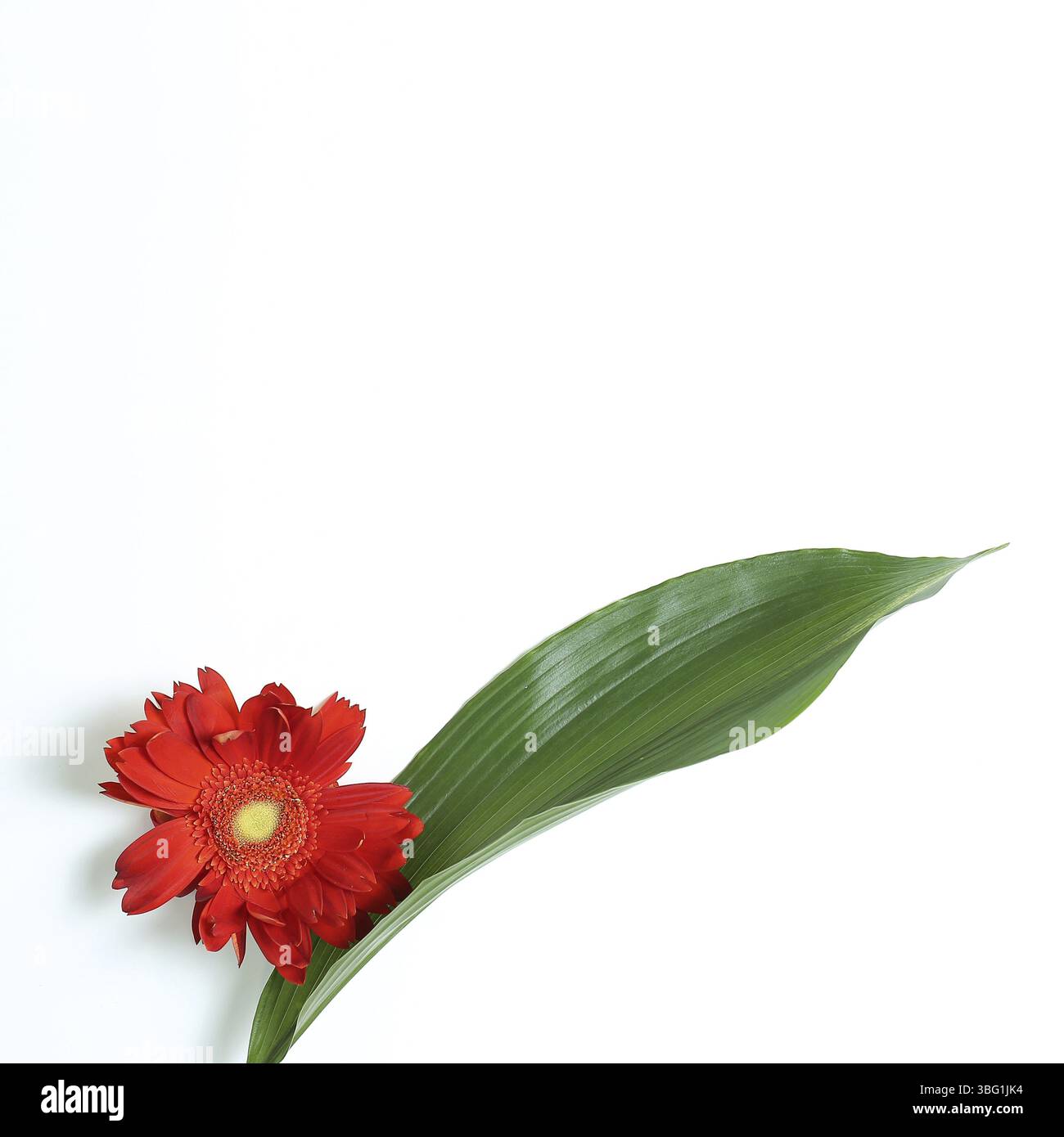 Red gerbera flower with green leaf on white background. Floral ...
