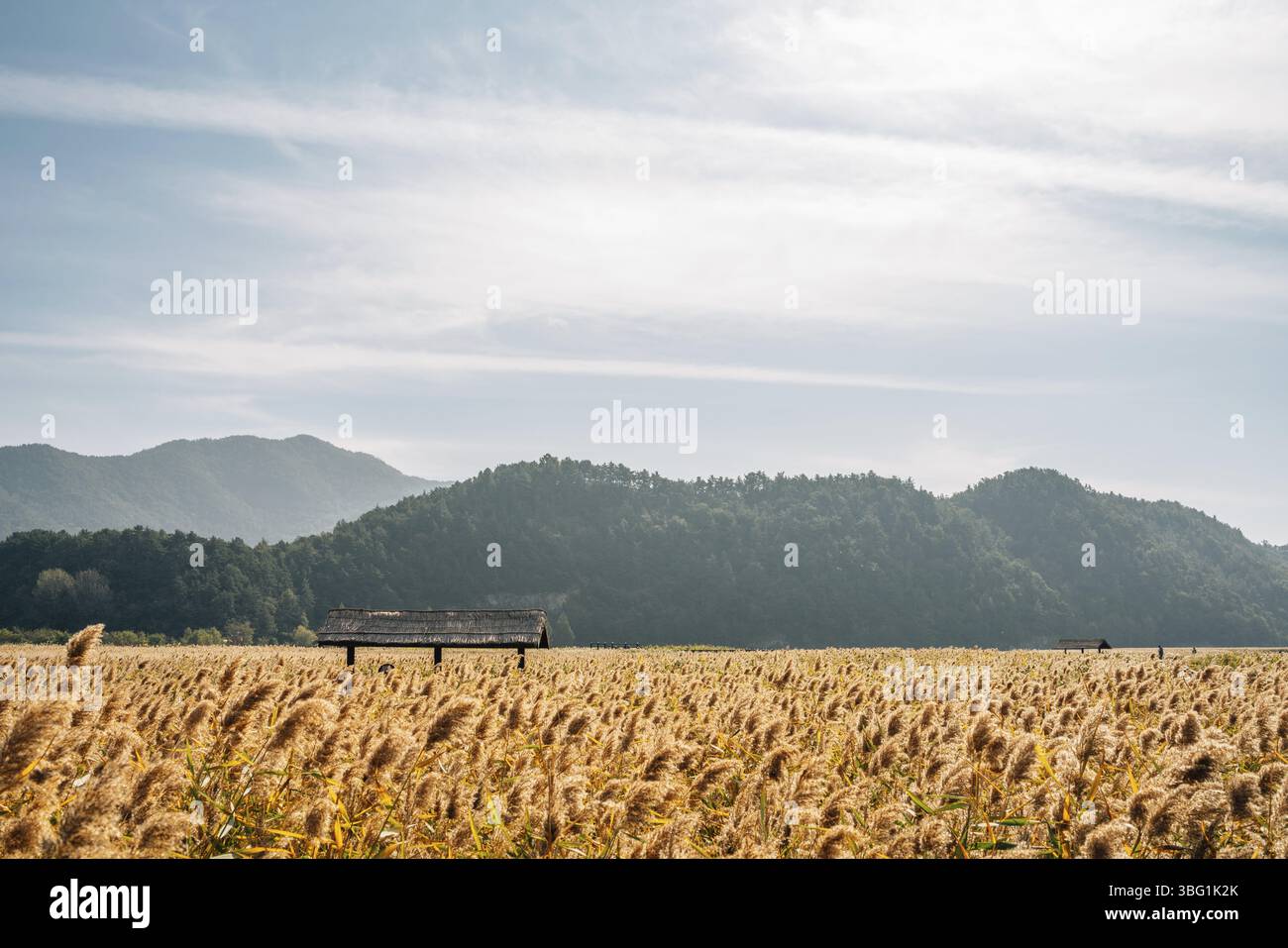 Suncheonman Bay wetland reed field at autumn in Suncheon, Korea Stock ...
