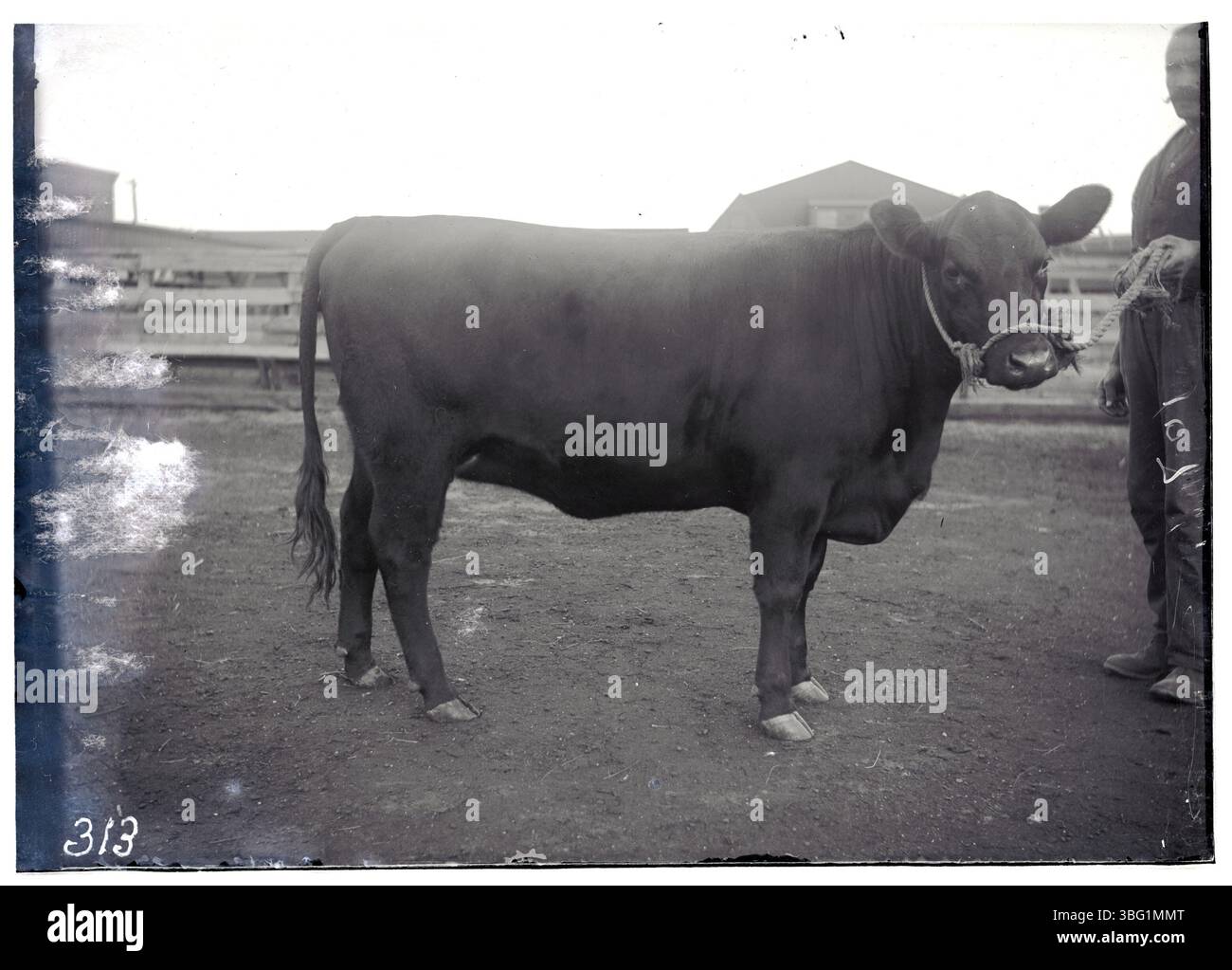 A 1902 black and white glass plate photograph of Aberdeen Angus cattle ...
