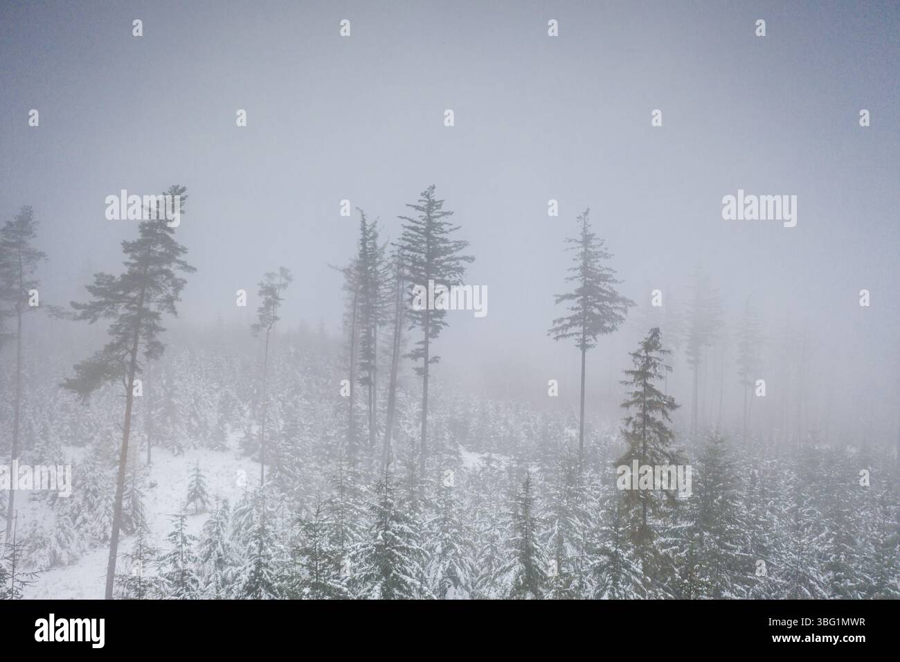 Misty landscape fir pine hi-res stock photography and images - Alamy