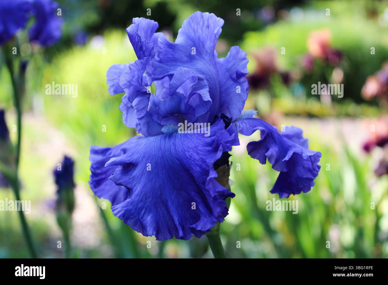 Vibrant scene delicate purple hi-res stock photography and images - Alamy