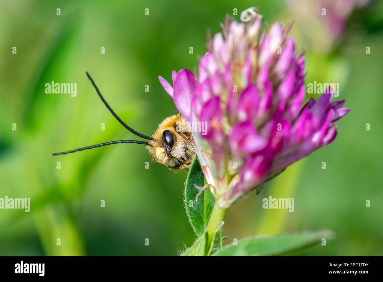 Insect red clover hi-res stock photography and images - Alamy