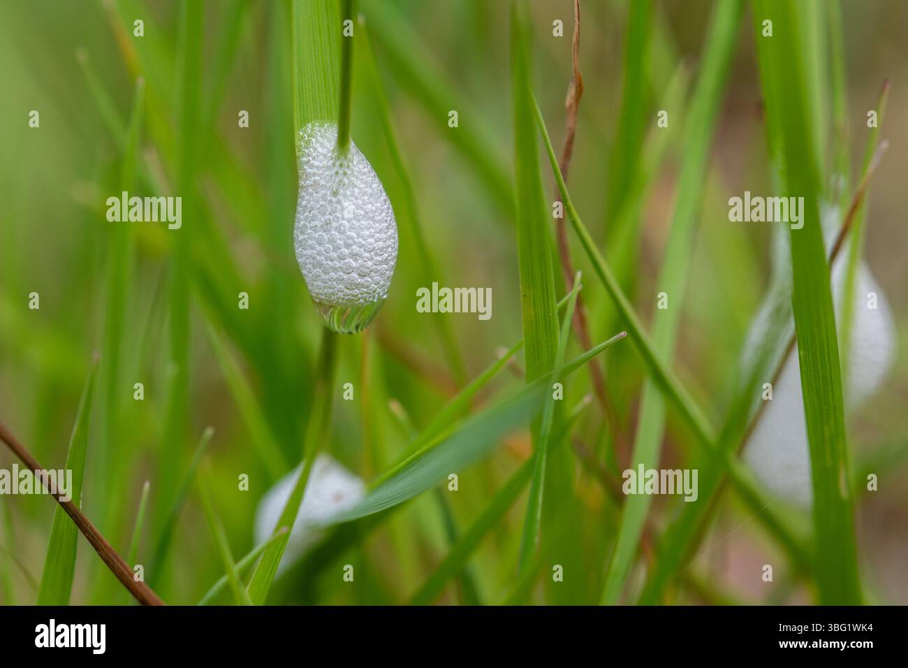 Cuckoo-spit, a frothy, white liquid secreted by froghopper nymphs ...