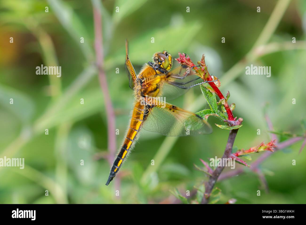 Four-spotted chaser dragonfly (Libellula quadrimaculata), West Sussex ...