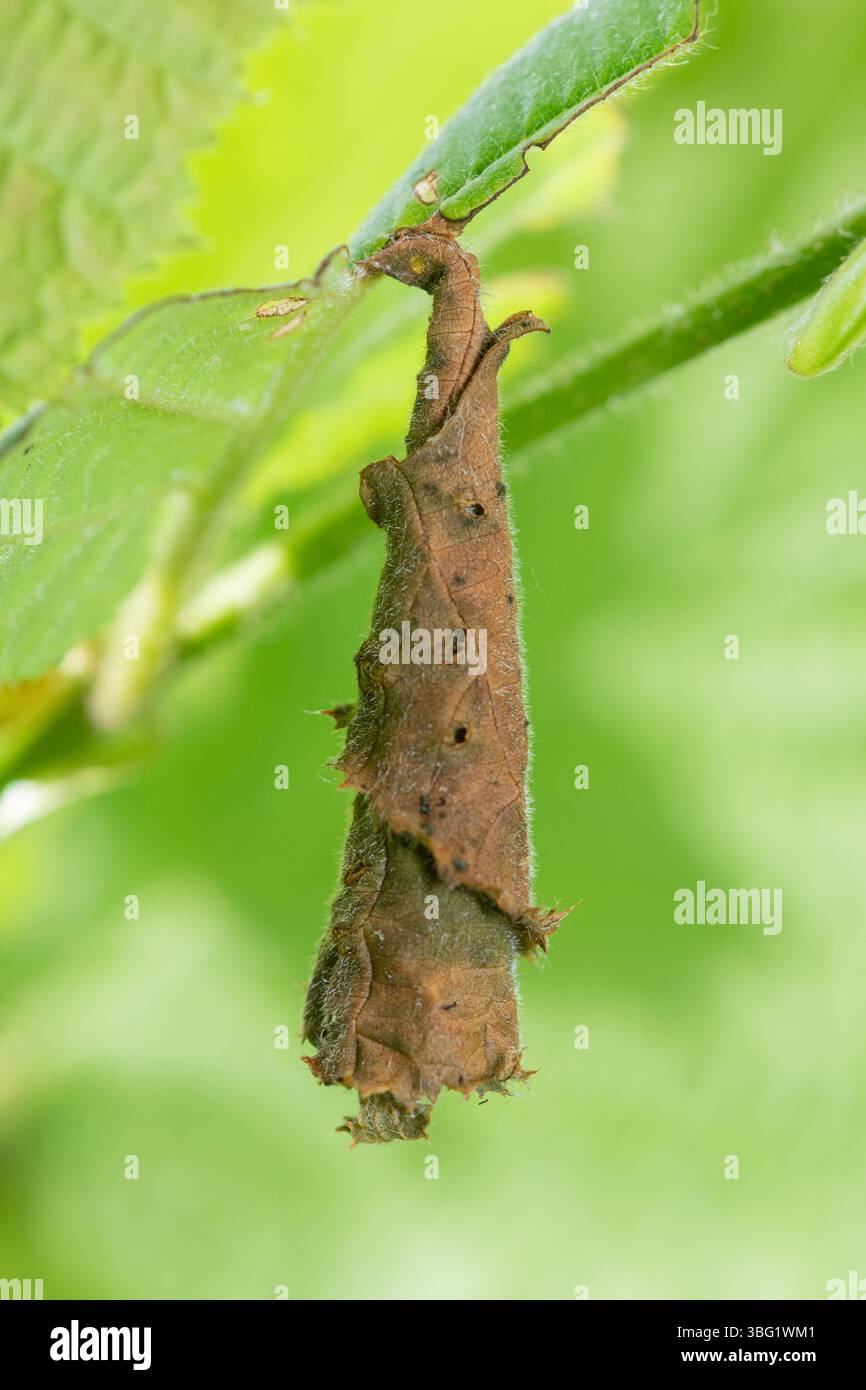 Deporaus betulae leaf roll - Birch leaf roller beetle cuts most of the ...