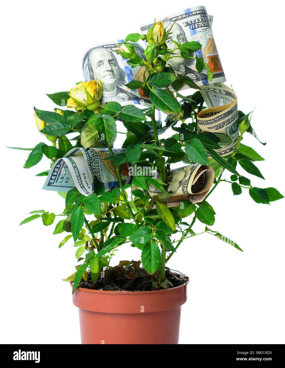 Potted rose with dollar bills hanging on branches Stock Photo - Alamy