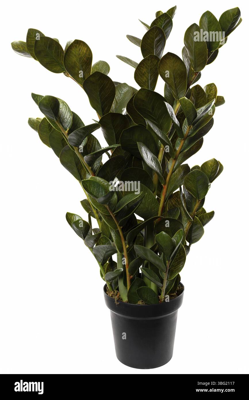 Thrives Cut Out Stock Images & Pictures - Alamy