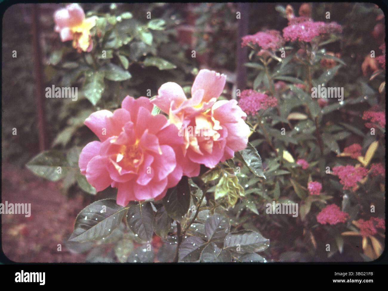 A garden rose bush growing on the Mosbacher property, known as the ...
