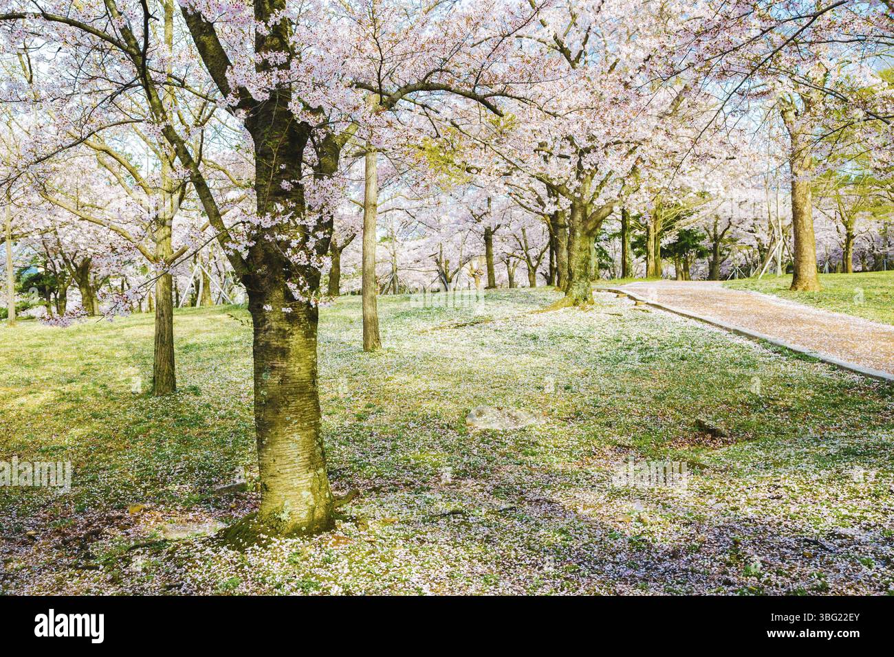 Cherry blossom trees on green grass field in Gyeongju, Korea Stock ...