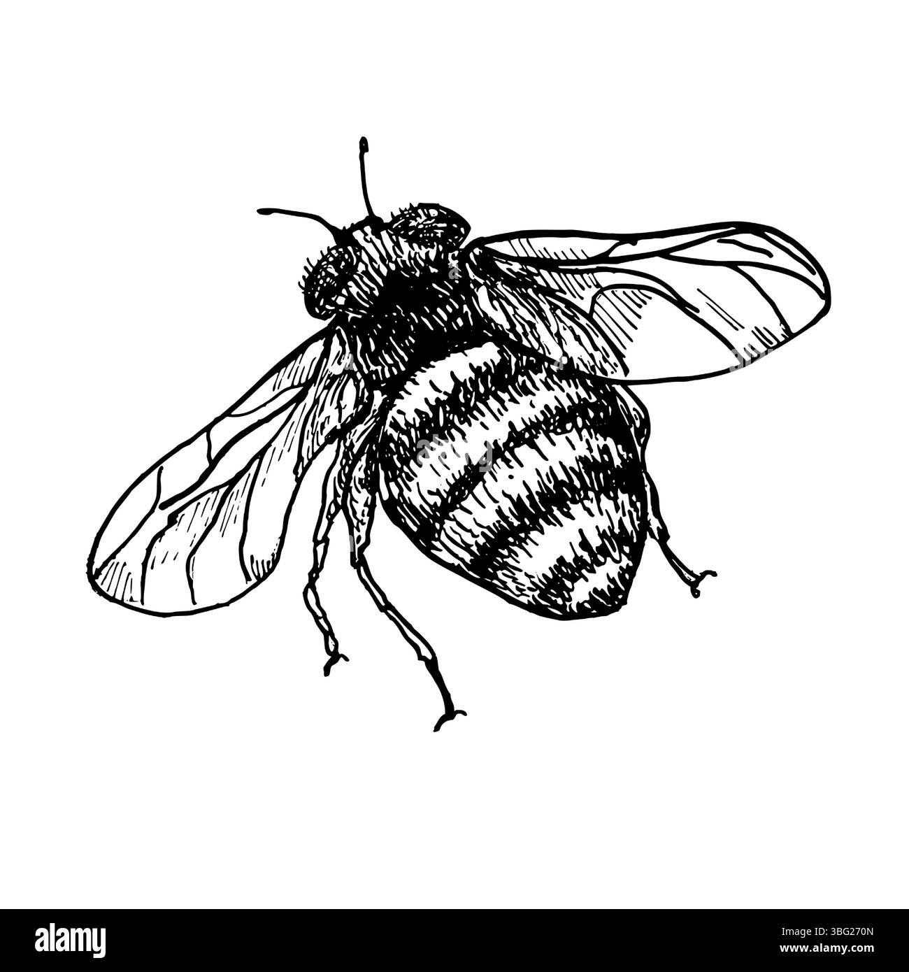 Countryside flying insects Cut Out Stock Images & Pictures - Alamy