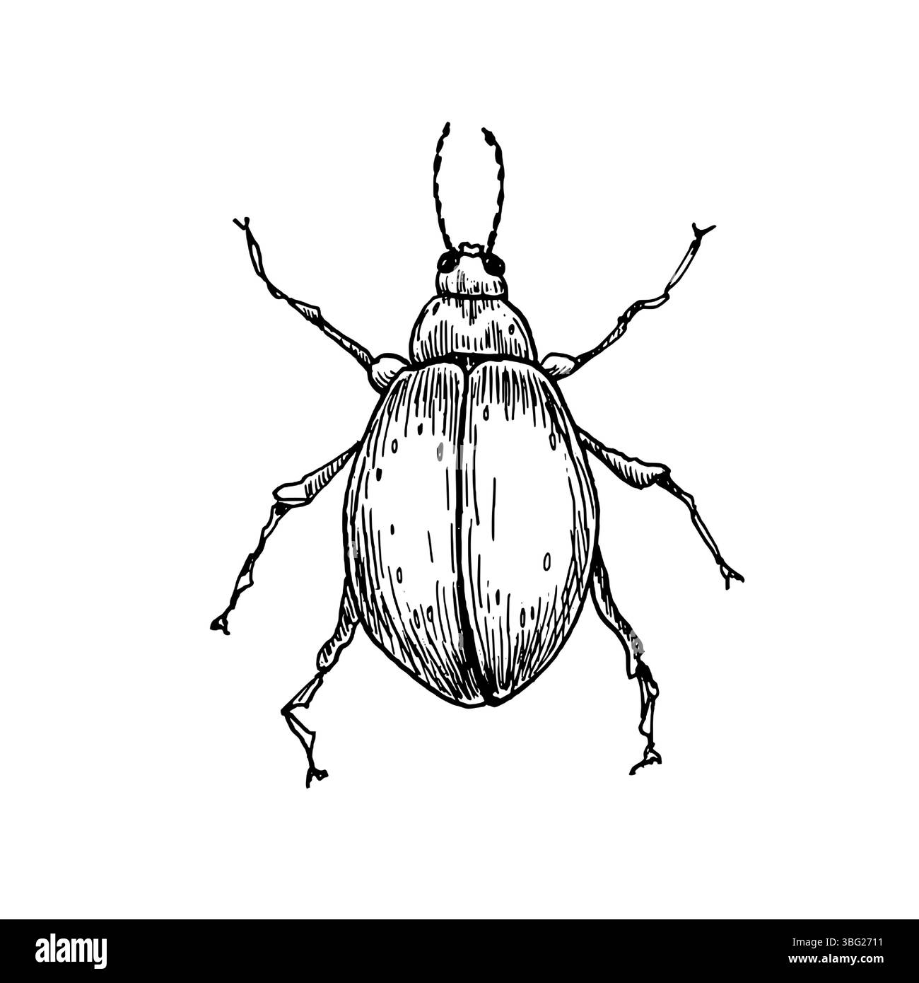 Scarab entomology Black and White Stock Photos & Images - Alamy