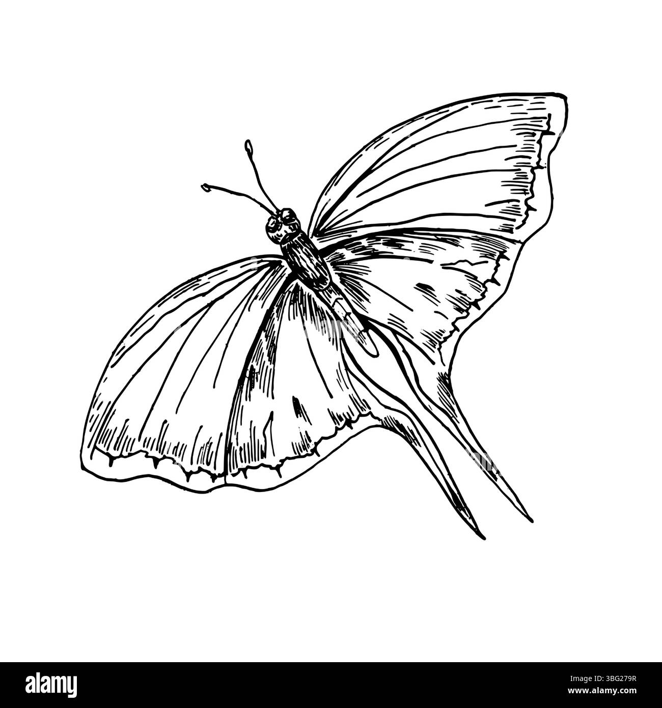 Swallowtail butterfly hand drawn black and white outline vector ...